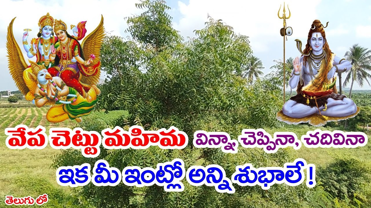 వేప చెట్టు మహిమ విన్నా,చెప్పినా,చదివినా ఇక మీ ఇంట్లో అన్ని శుభాలే ...