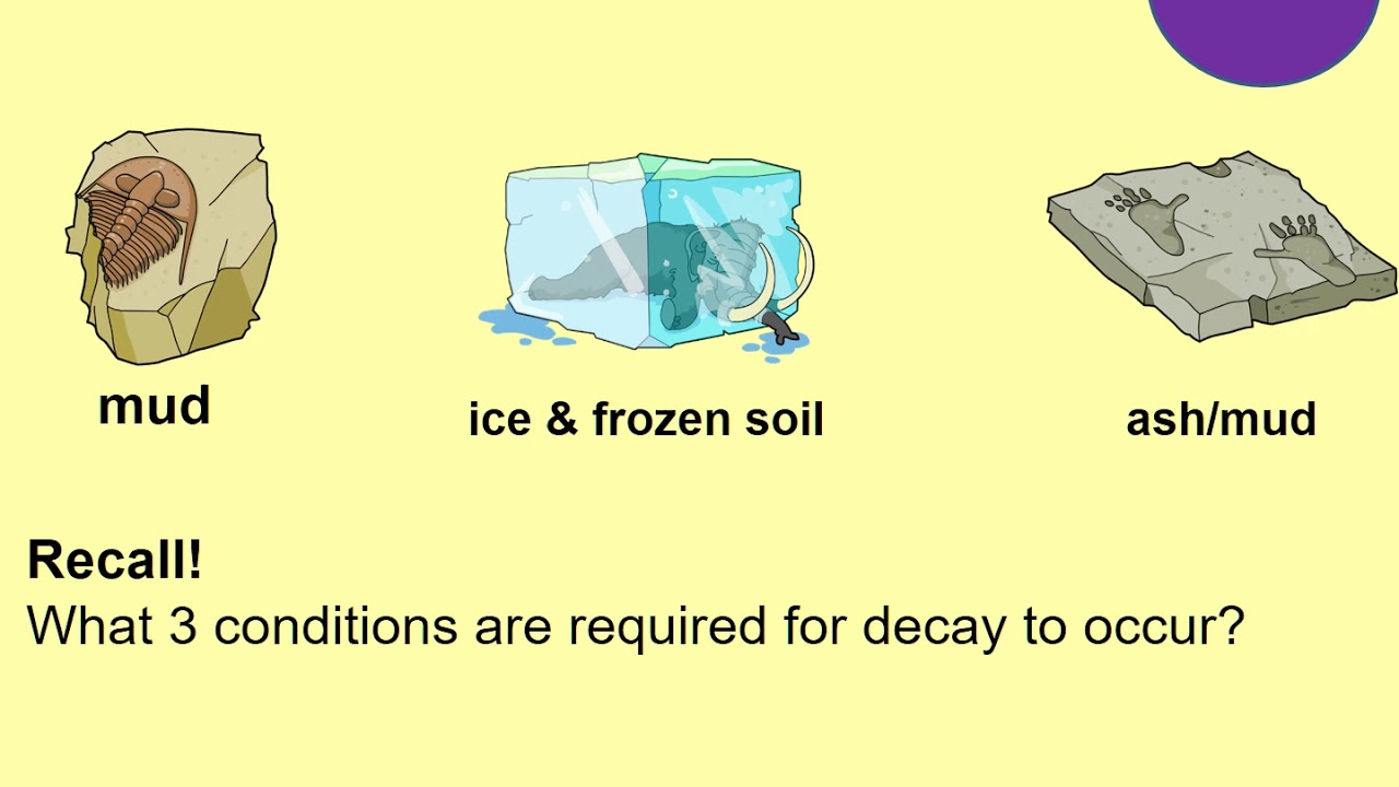 Fossils and Extinction, Resistant Bacteria - YouTube