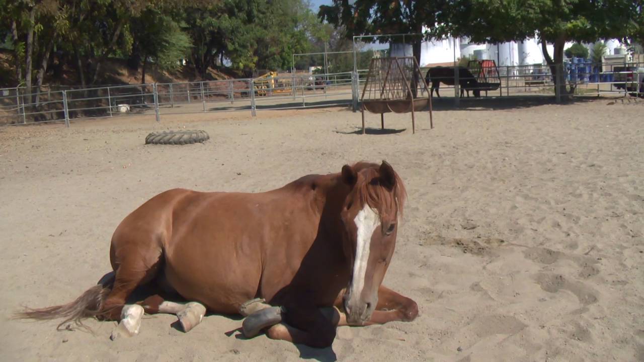 Sacramento Police Department: Mounted Unit - YouTube