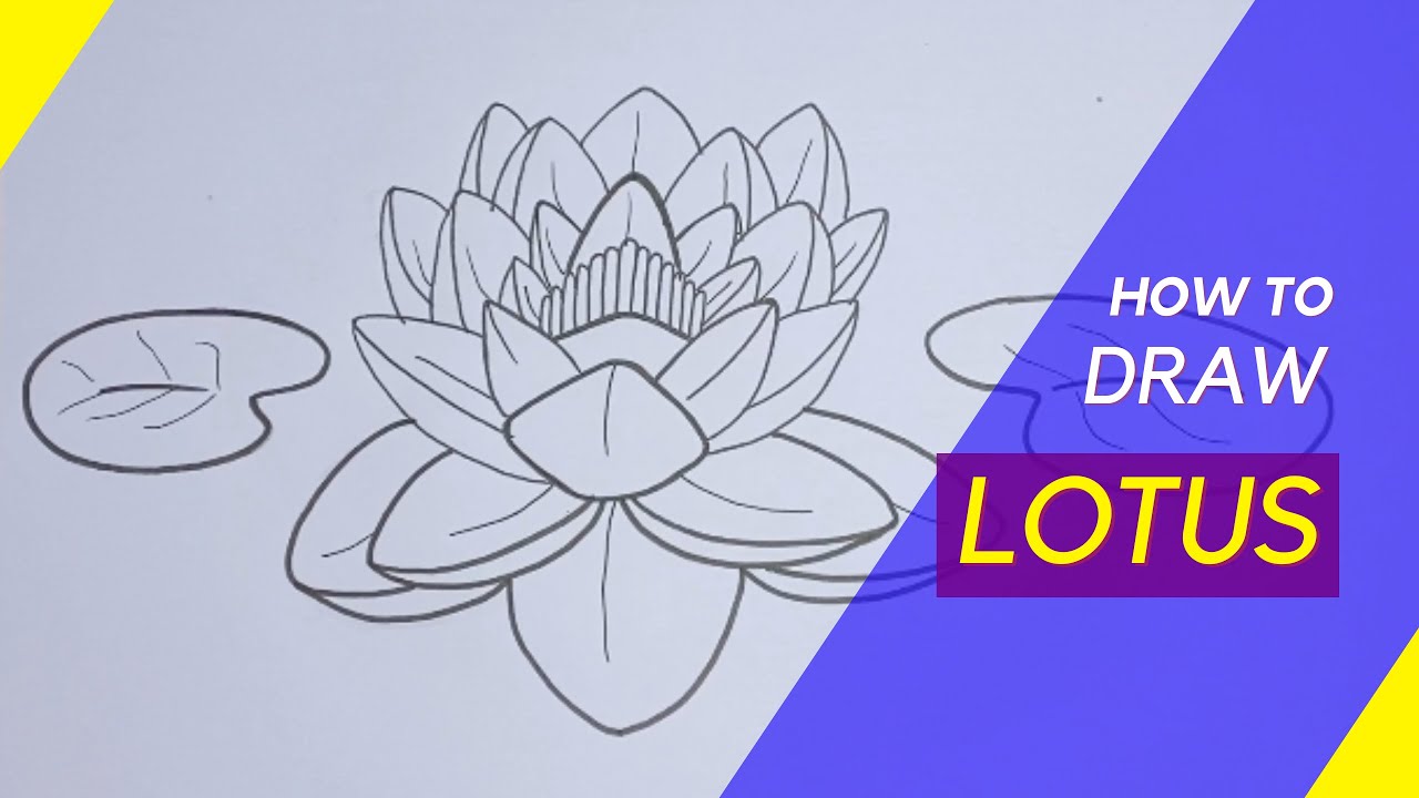How to draw flowers | easy lotus drawing step by step | drawing so cute ...