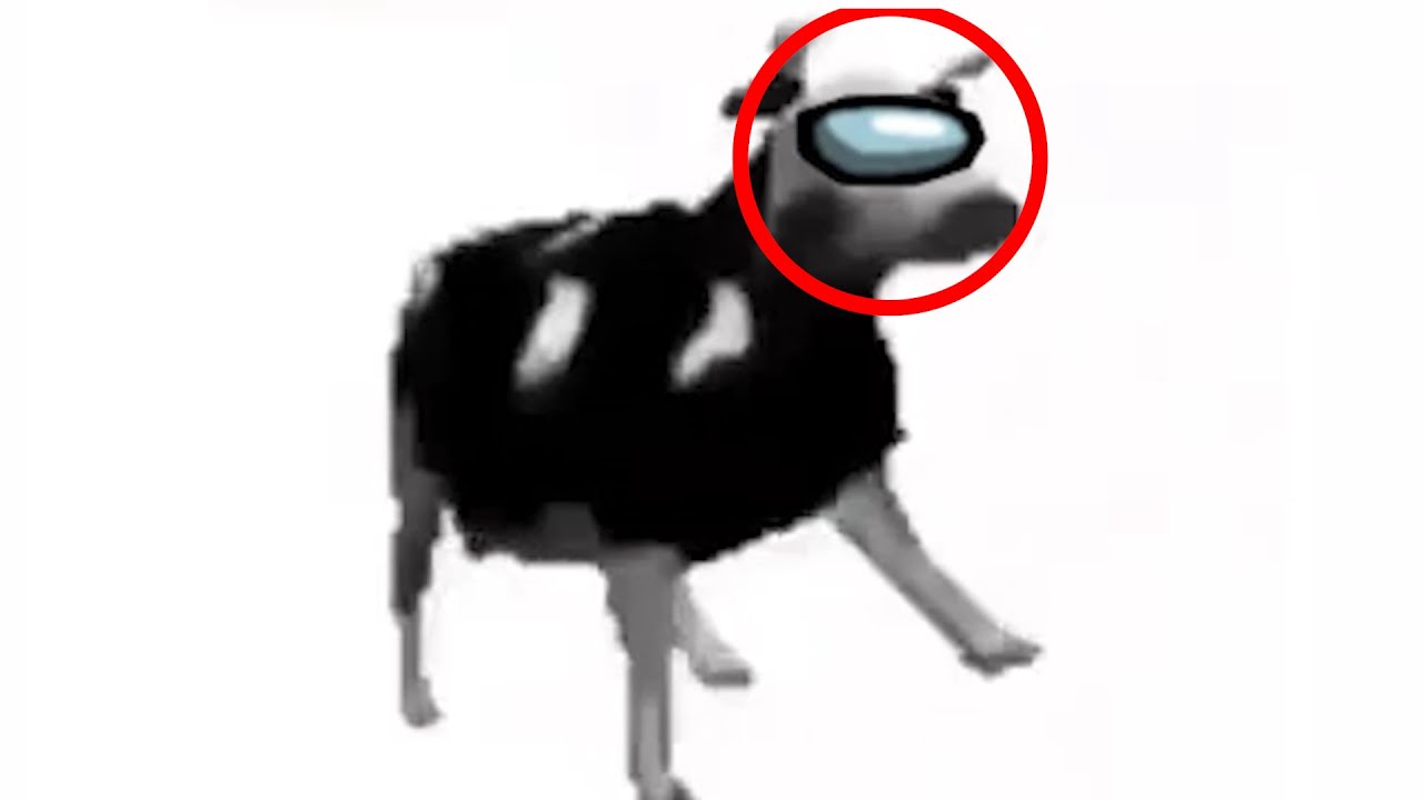 Polish cow is sus - YouTube