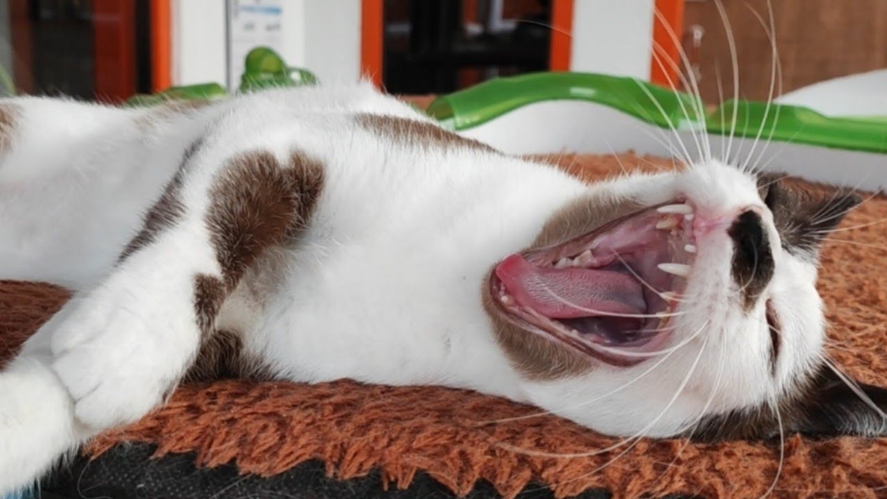 SORENYA KUCING MIU PADA PAMER TARING DAN PERUT BUNCIT - YouTube