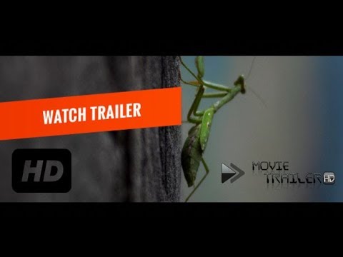 Praying Mantis : The Movie - YouTube