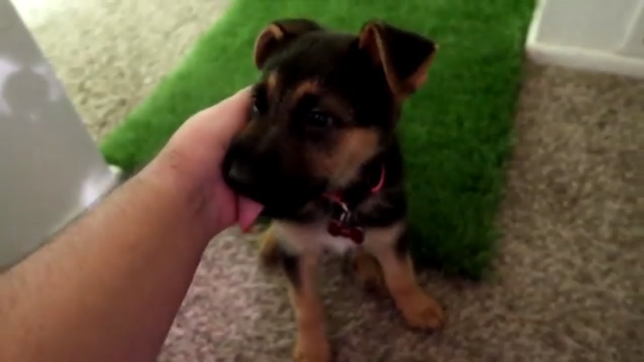 Weekly Zo Vlog #1 - YouTube