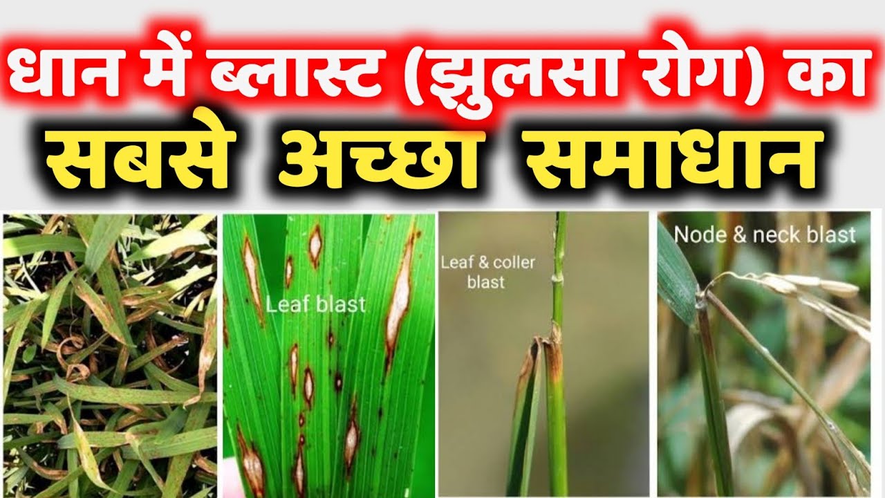 धान में ब्लास्ट (झुलसा रोग) की सबसे अच्छी दवा। dhan me blast । iil ...