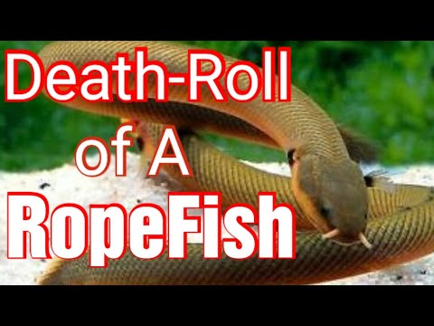 Death-Roll of the African Rope-fish. so powerful‼️ - YouTube