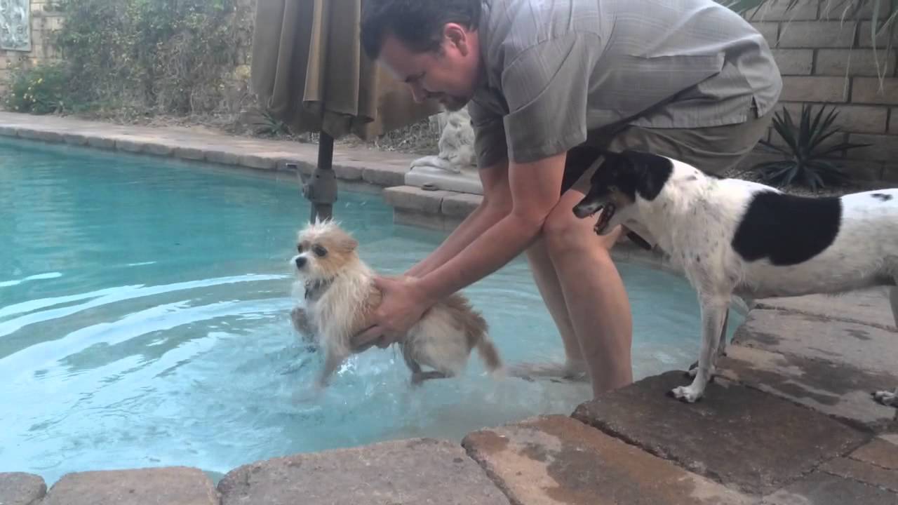 Teaching Gracie how to swim - YouTube