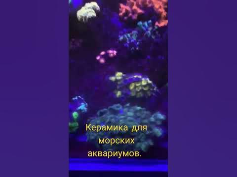 Производство керамики для морских аквариумов. Изготовлено и склеено из ...