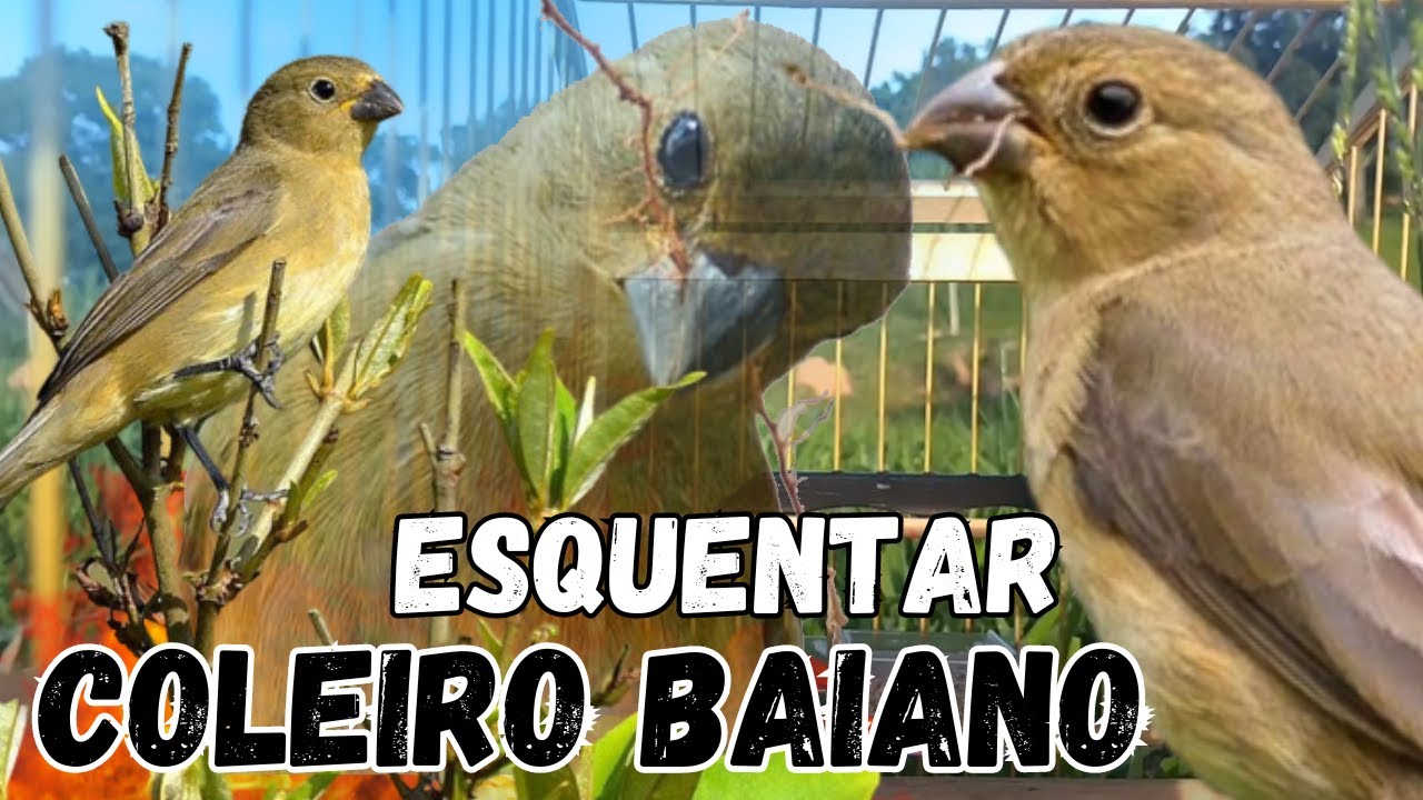 fêmea de coleiro baiano chamando Muito Para Esquentar coleiro baiano ...