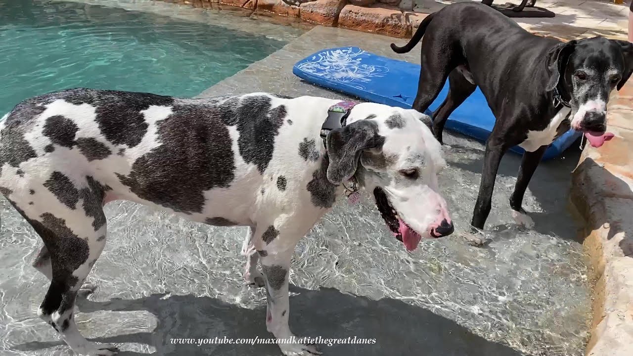 Senior Great Dane And Friends Enjoy Dipping And Sipping In the Pool ...
