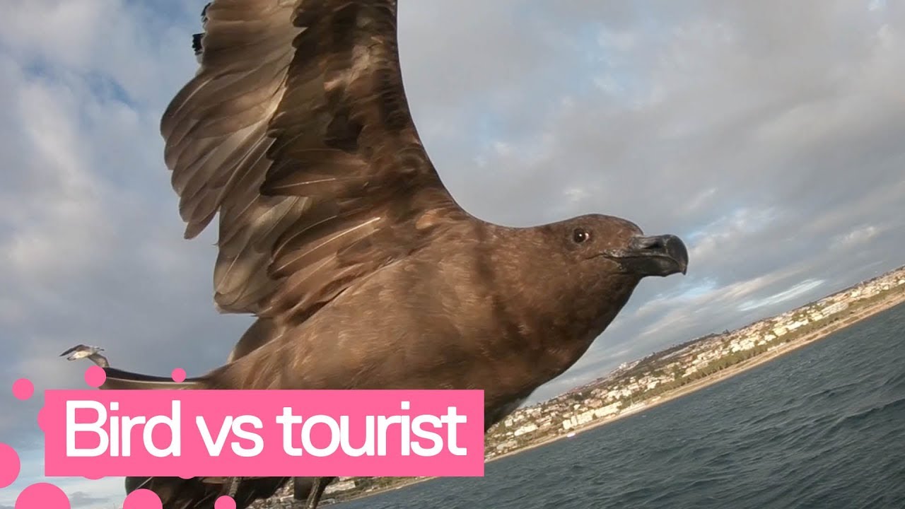 Terrifying Moment Seabird Dive-Bombs Tourist - YouTube