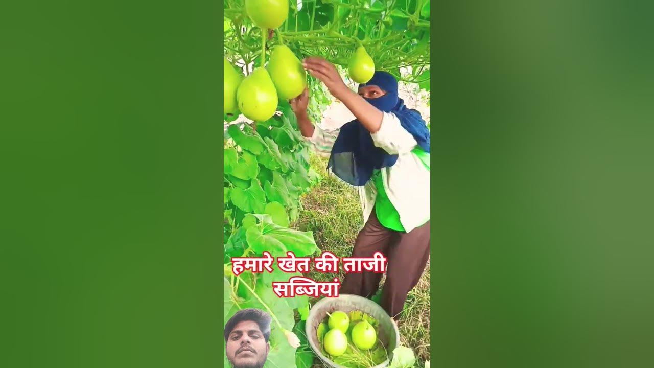 #kishan #funny #123kishan #kisan #comedy #farming #agriculture #voiceeffects #duet #trending ...