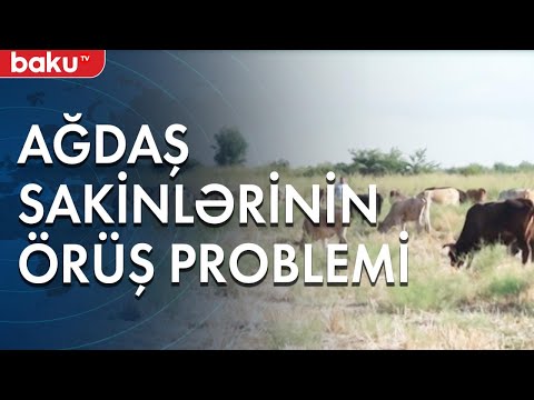 Ağdaş sakinlərinin örüş problemi - Baku TV