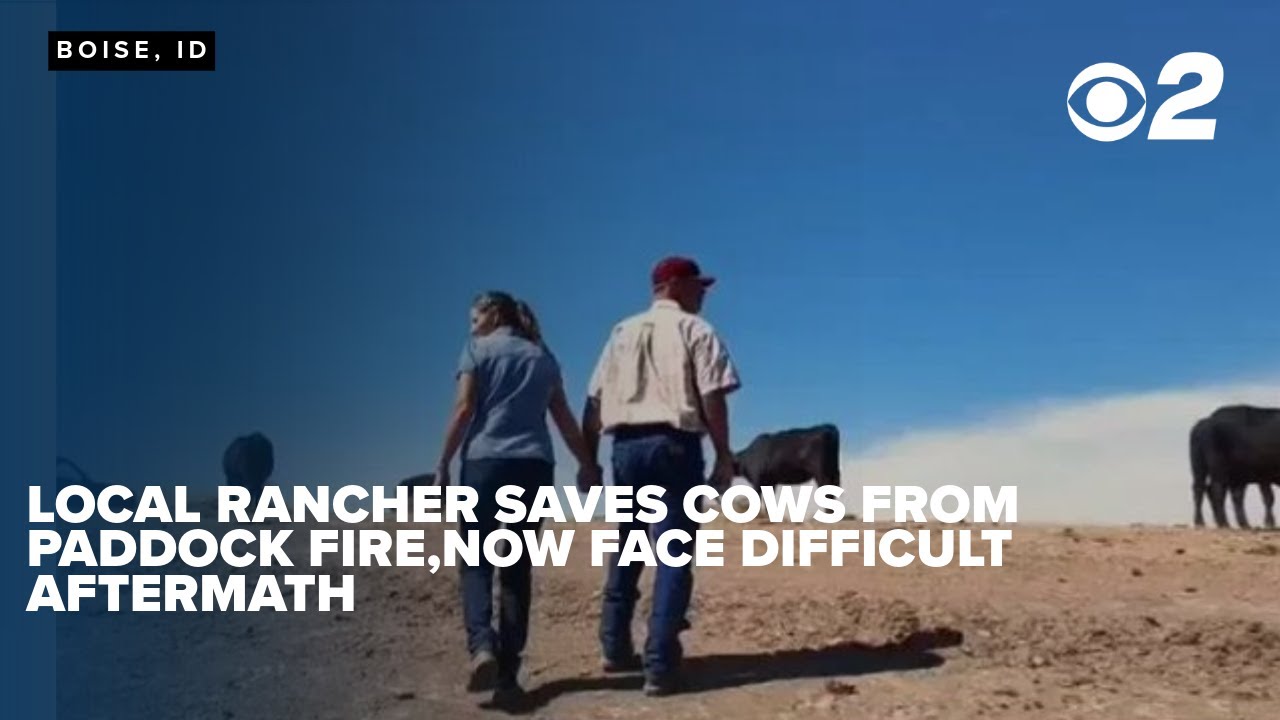 Local rancher saves cows from Paddock Fire, but now face difficult ...