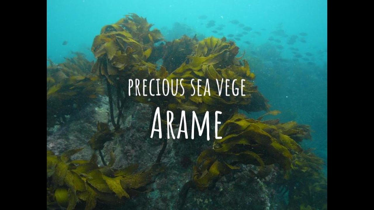 How our precious Arame is produced - YouTube
