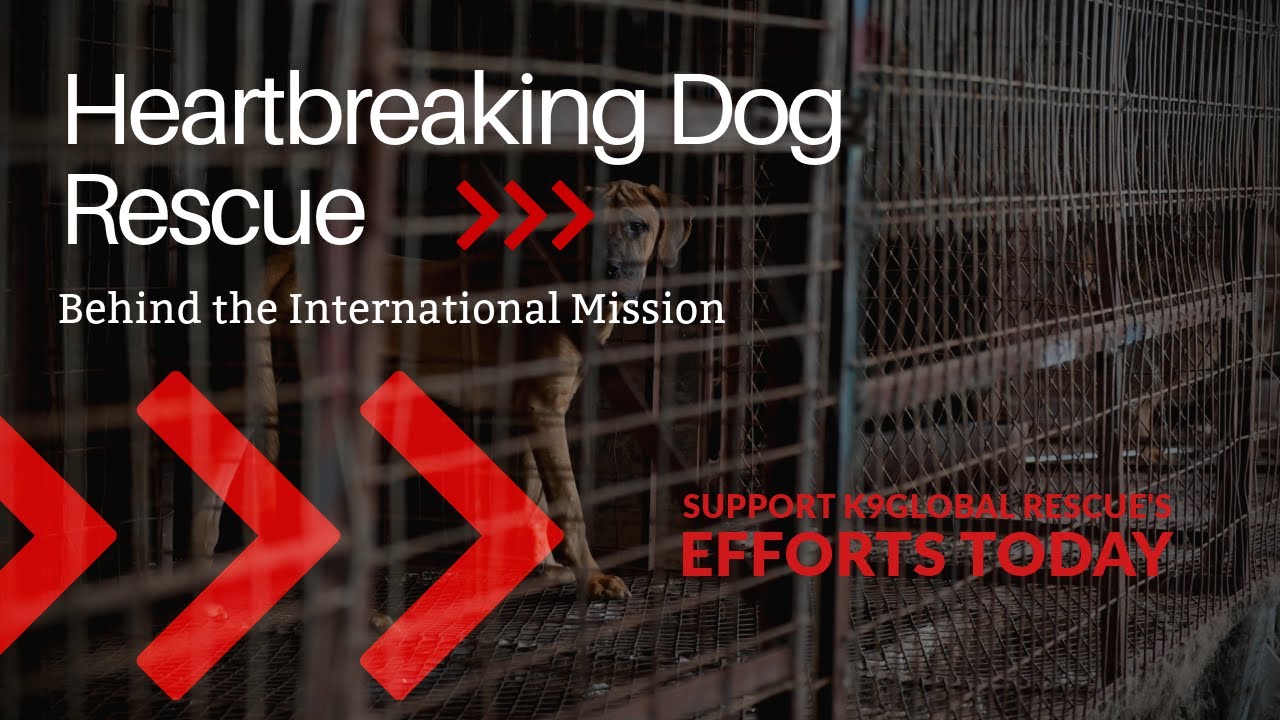 From Despair to Freedom: Inside an International Dog Rescue Mission ...
