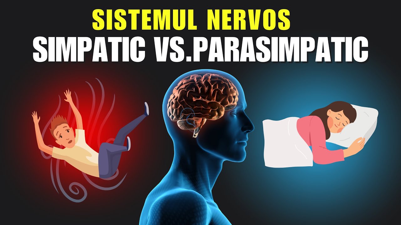 Sistemul nervos Vegativ: Simpatic vs. Parasimpatic- EFECTE explicate ...