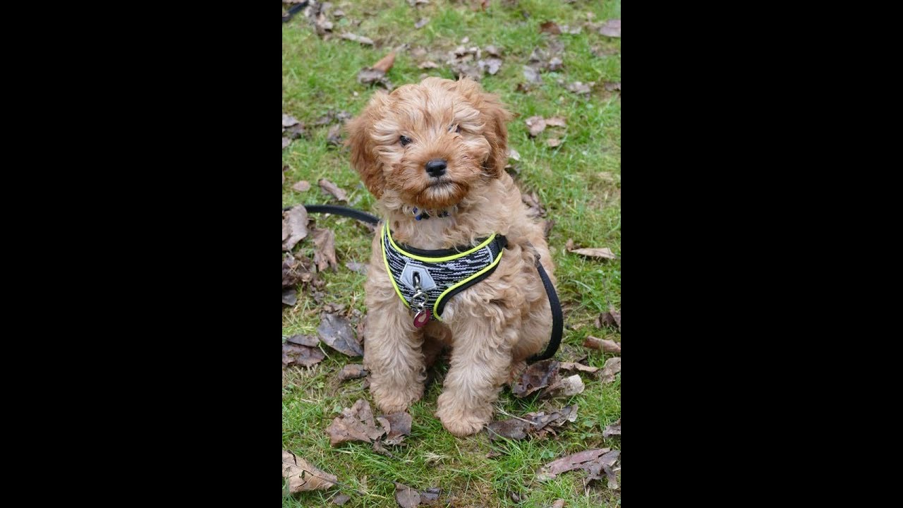 Mylo - 11 Week Old Cavapoo Puppy - 1 Week Socialisation & 2 Weeks ...