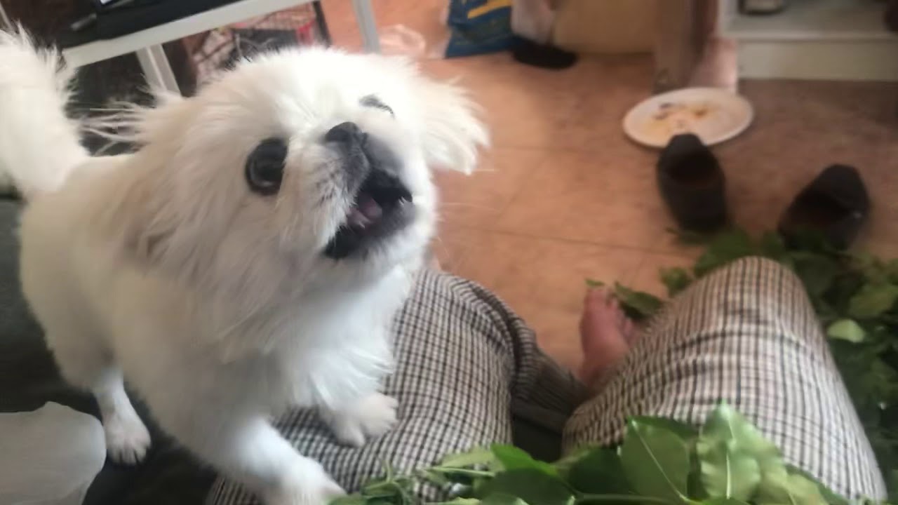 Yemeni Pekingese Dog Chewing Khat - YouTube