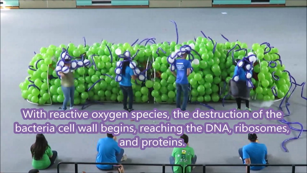 2016 Materials Science and Engineering Annual Club Meeting (bacteria ...