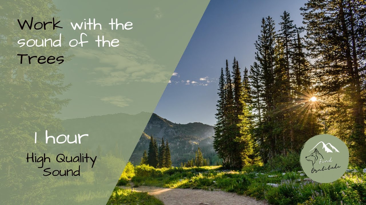 🌲 Work with the sound of trees 🌲 - YouTube