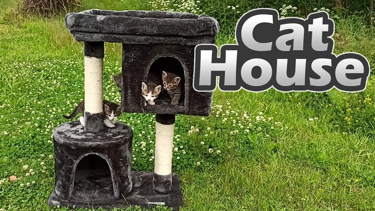 Four little kittens exploring cat house in the meadow - YouTube