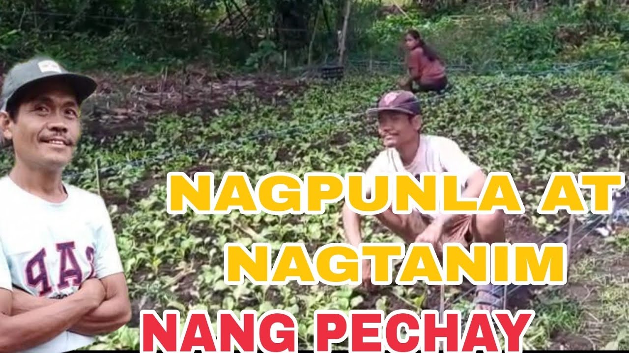 Nagpunla at Nagtanim Ng Pechay | BUHAY PROBINSYA - YouTube