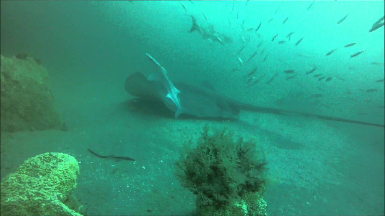 Diving the Rio Yuna Ship September 2015 - YouTube