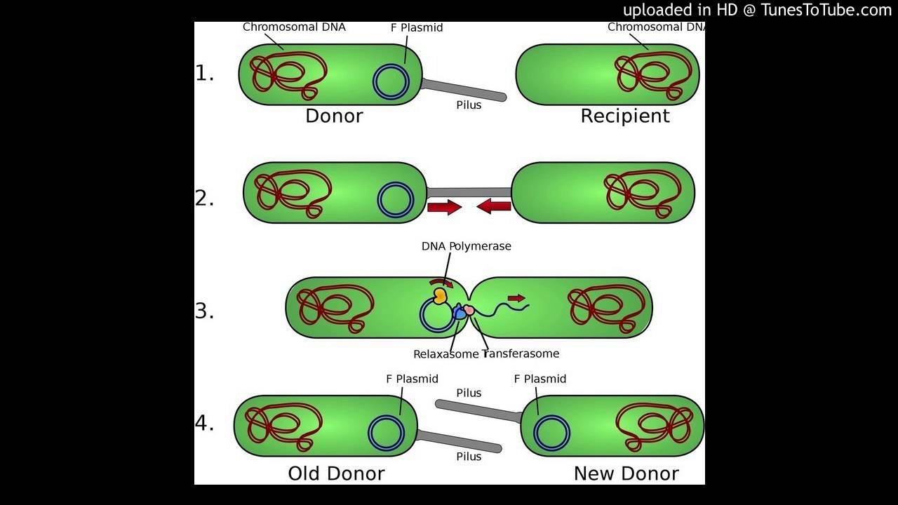 Bacterial Genetic Recombination Rap (MCAT Study Help) - YouTube