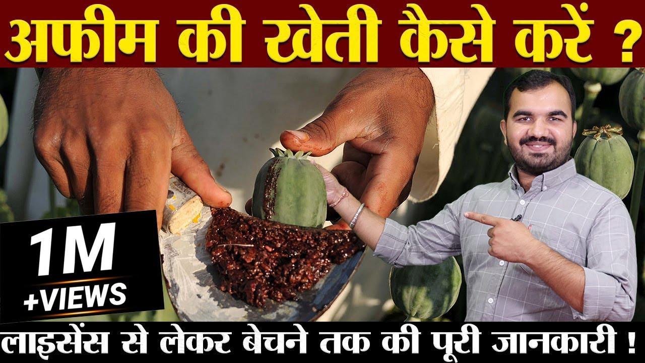 अफ़ीम की खेती | Afeem farming In India | Opium Farming | How we take ...