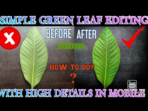 SIMPLE GREEN LEAF EDITING WITH HIGH DETAILS IN MOBILE . LIGHTROOM ...
