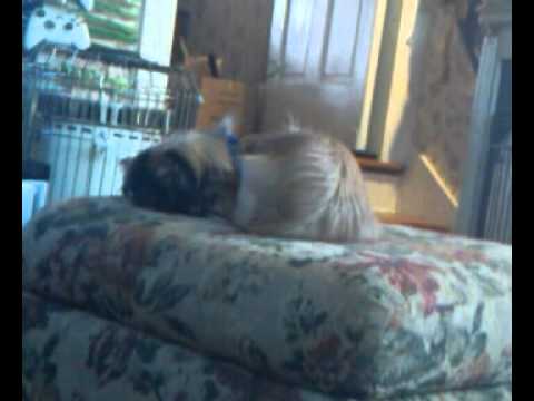 Mr.jitters sleeping - YouTube