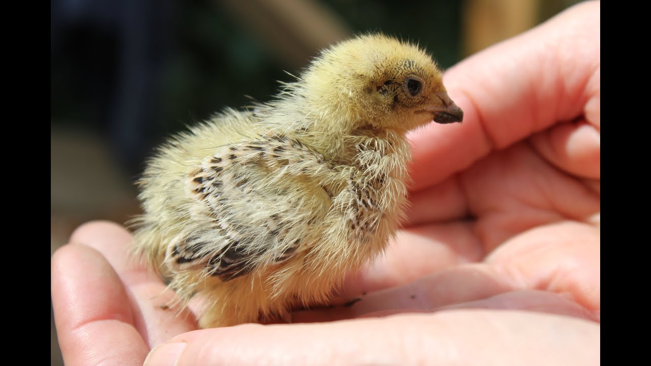 Curled toe paralysis. Riboflavin & Selenium deficiency in poultry ...
