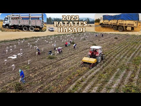2023 KIŞLIK PATATES HASADI BAŞLADI~VERİM NASIL~DEKARA KAÇ TON ALDIK