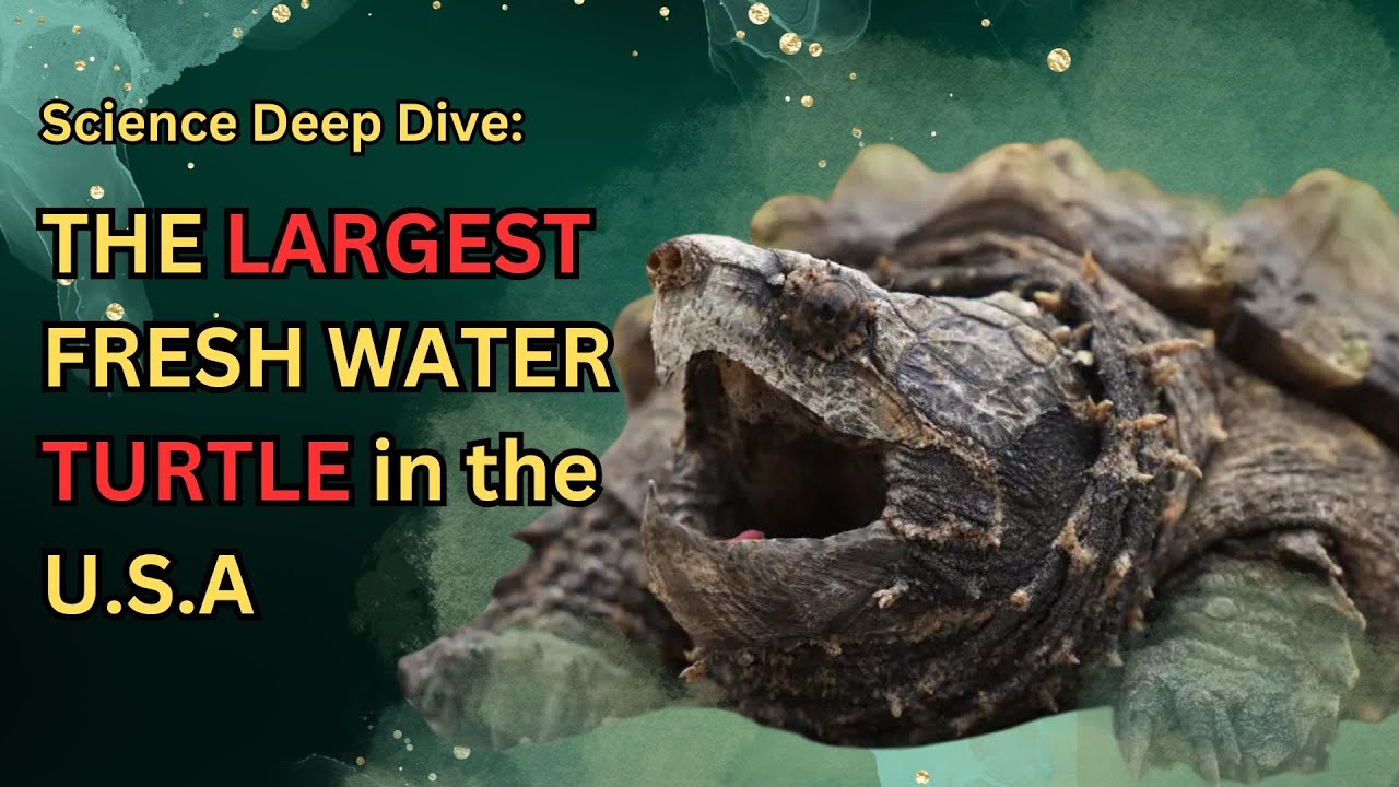 Science Deep Dive: The Alligator Snapping Turtle - YouTube