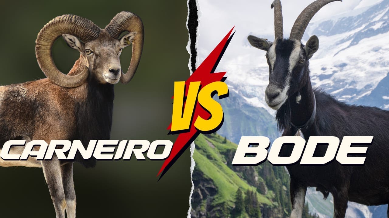 DANIEL 8, A visão do CARNEIRO e do BODE - YouTube