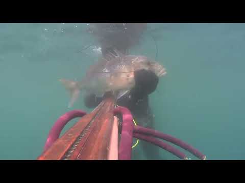 🔱 Spearfishing beauties in shallow ambush 🔱 Ομορφιές σε ρηχά καρτέρια 🔱