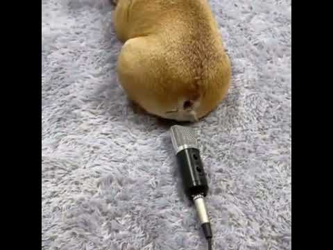 🤣 cachorros engraçados e SOLTANDO PUM tente não rir 😻 🐶 #shorts