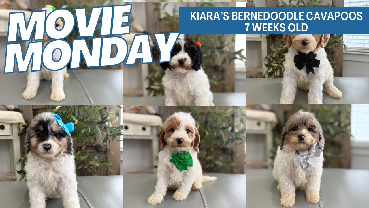 Kiara's Bernedoodle Cavapoo puppies 7 weeks - YouTube