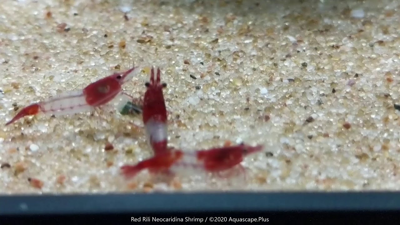 Red Rili Neocaridina Freshwater Shrimp - Aquascape.Plus - YouTube