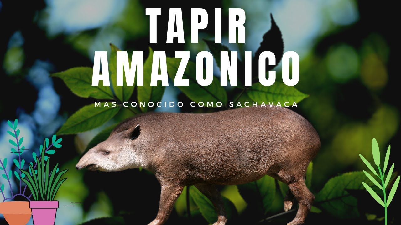 🐃 EL TAPIR AMAZÓNICO [LA SACHAVACA] ANIMAL DE LA SELVA - YouTube