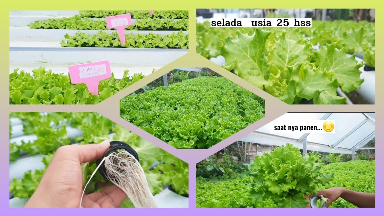 Proses Menanam selada dari semai sampa panen|| Selada Anizel - YouTube