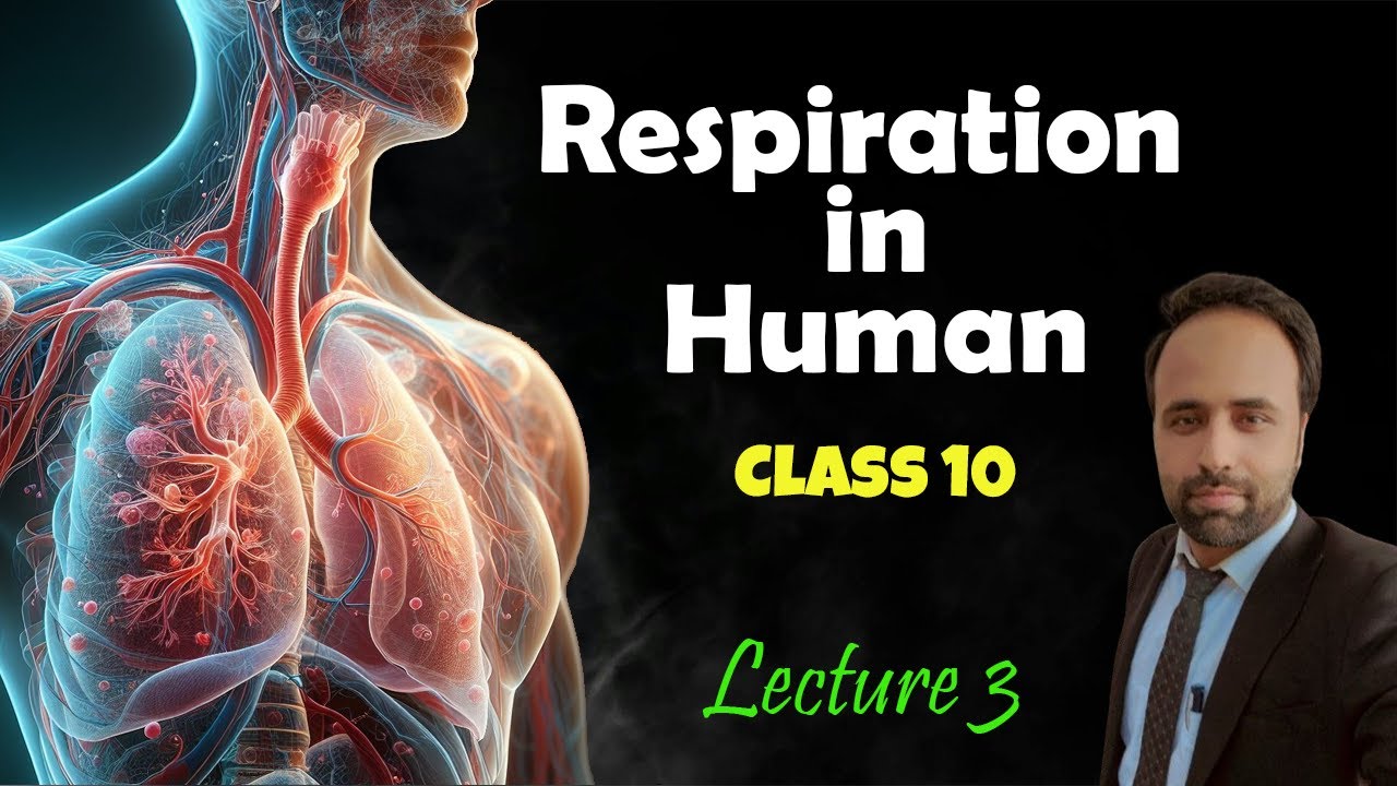 Respiration in Human Beings | Respiration: The Vital Process of Life ...