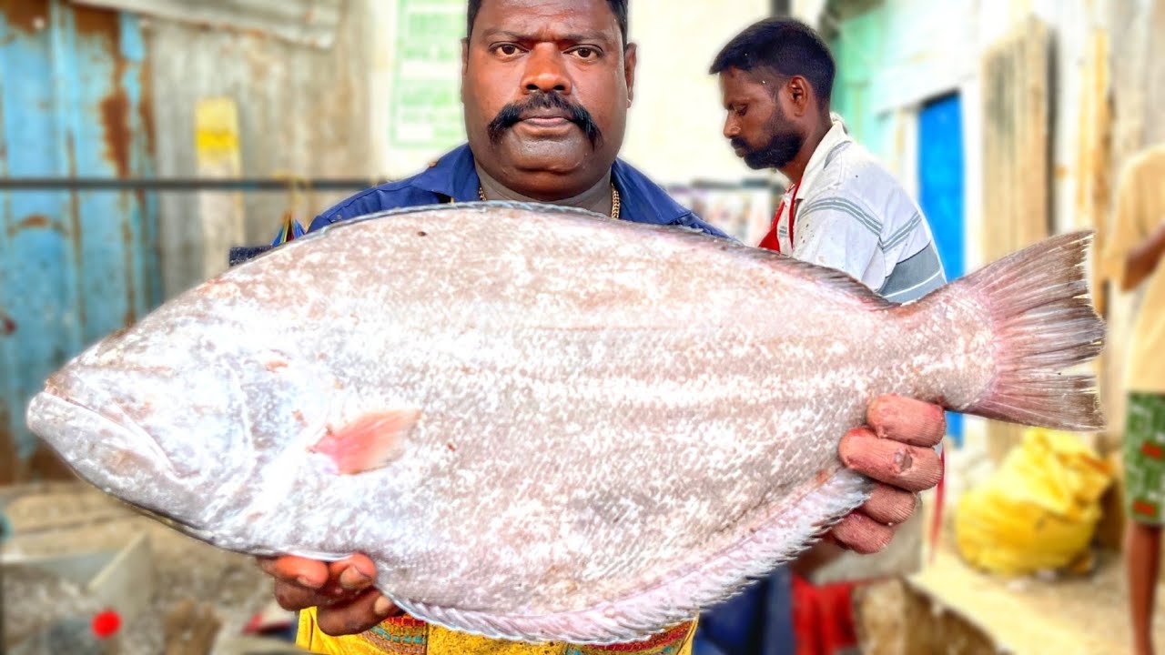 KASIMEDU 🔥 SPEED SELVAM | HUGE WHITE SOLE NAKKU FISH CUTTING VIDEO | 4K ...