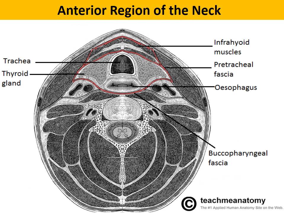 ant region of neck - YouTube