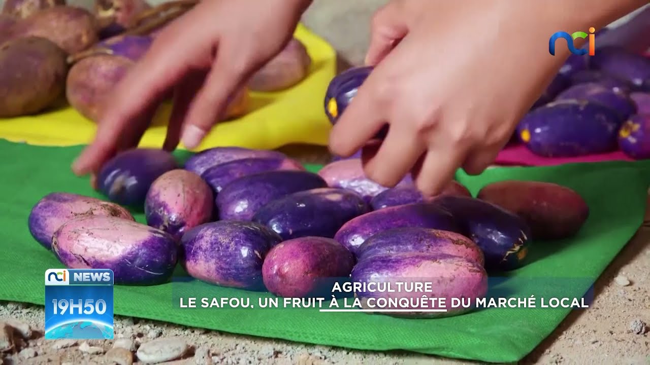 Agriculture : le safou, un fruit à la conquête du marché local - YouTube