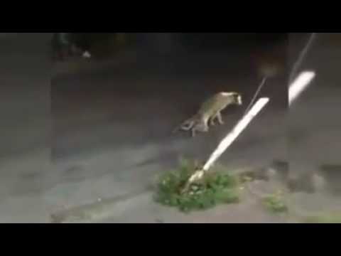 Sakat Numarası Yapan Köpeğin Yardıma Gelen Adamı Trollemesi SÜPER