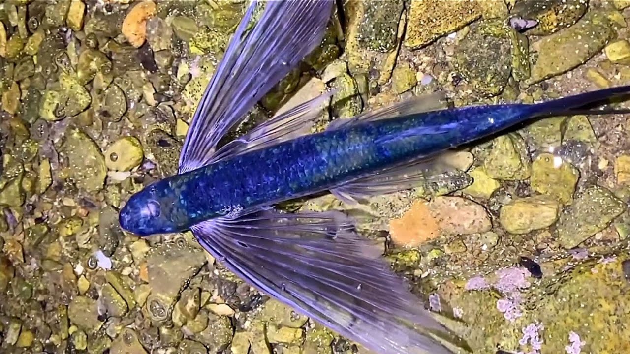 Xiao Wei found a hexagonal flying fish and live hairtail, as well as a ...