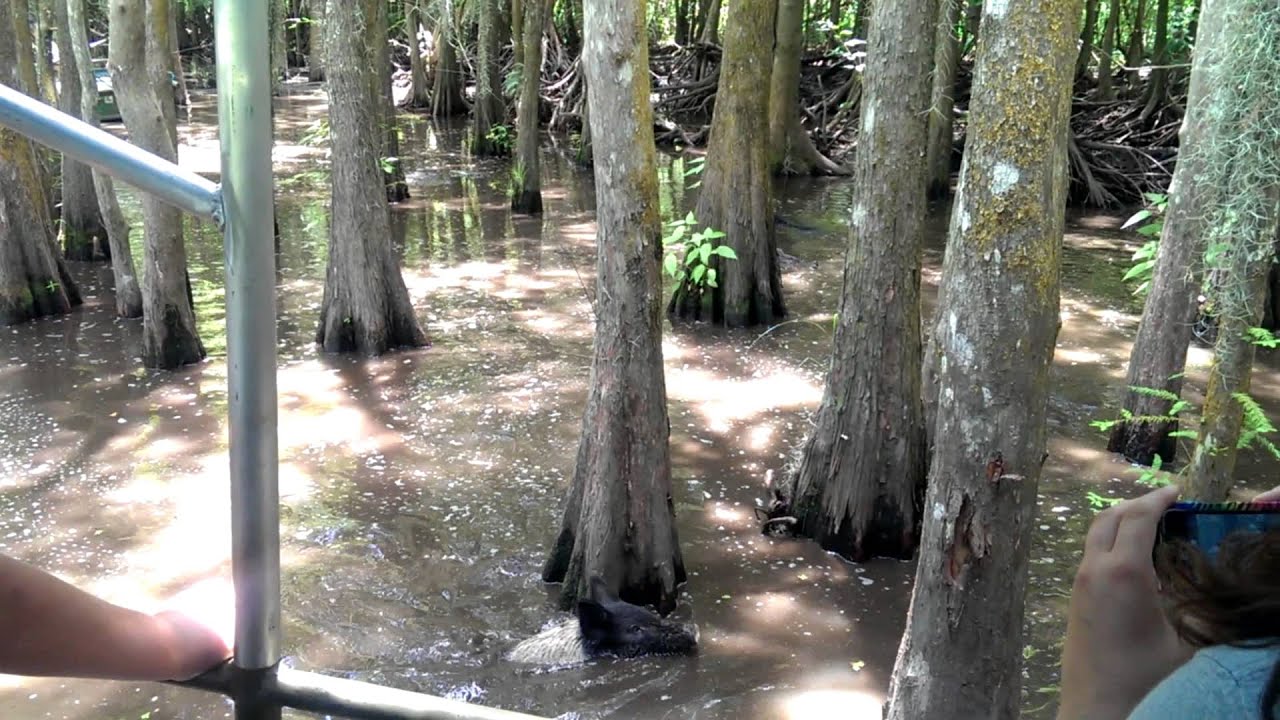 Swamp hogs - YouTube