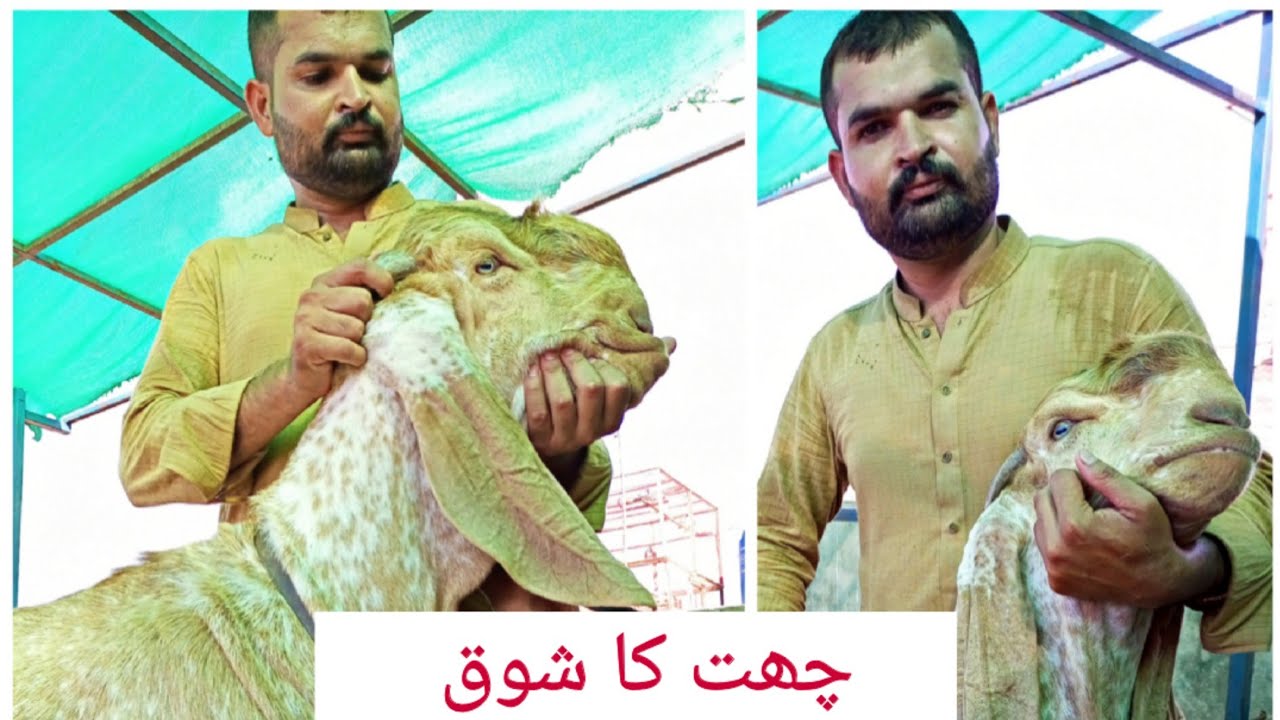 Giant Makhi Cheena Breeder of Akbar Gujjar Lahore 2022 - YouTube